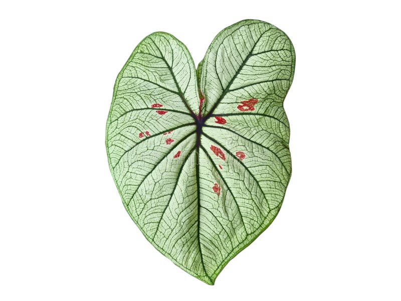 Caladium Leaf, Green and White Leaves with Red Spots are Scattered ...