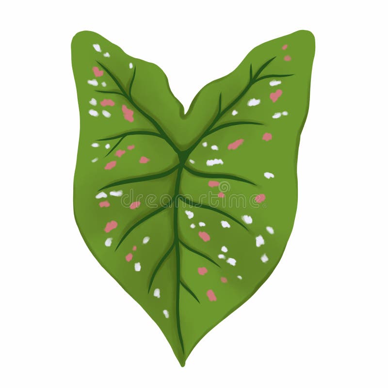 Plant Caladium Stock Illustrations – 462 Plant Caladium Stock ...