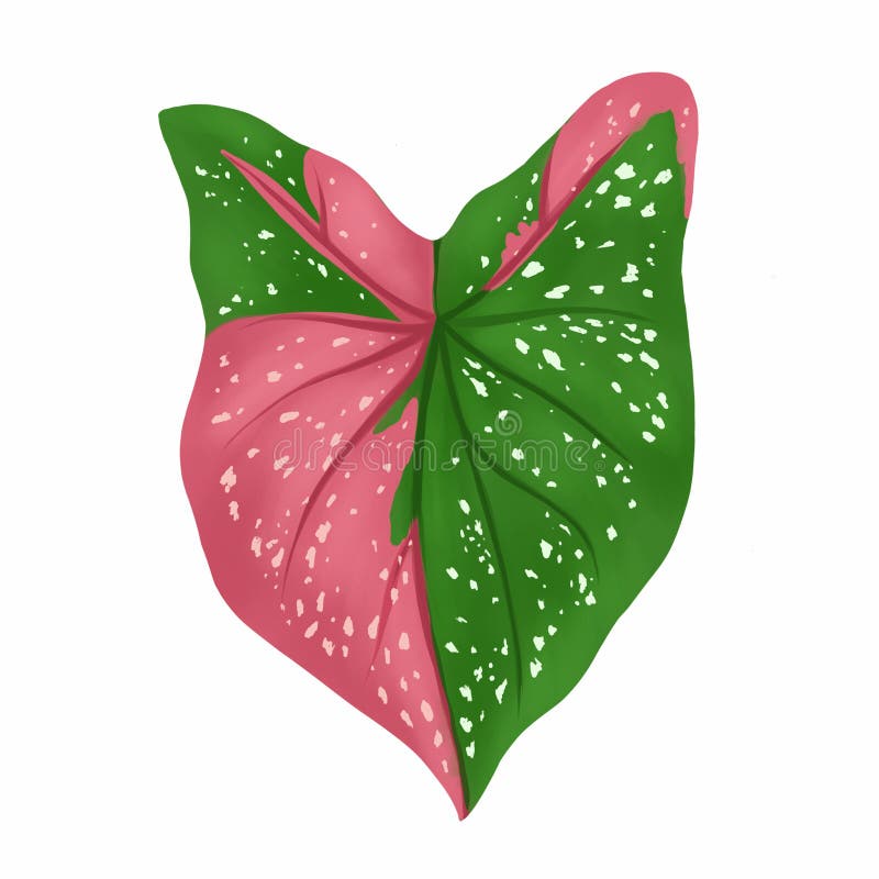 Caladium Leaf Plant, Digital Illustration Isolated on White Background ...