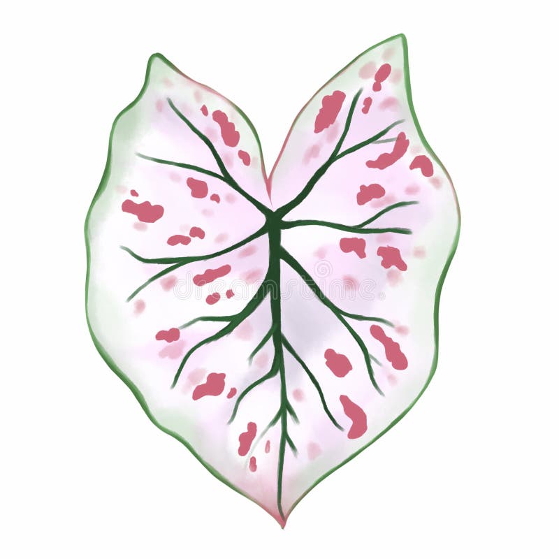 Caladium Bicolor Stock Illustrations – 133 Caladium Bicolor Stock ...