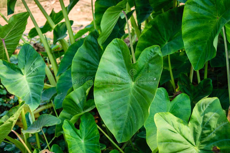 Caladium in natural stock photo. Image of leaf, natural - 91376138