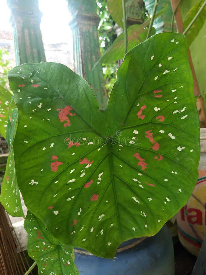 Caladium plant garden stock image. Image of caladium - 235303223