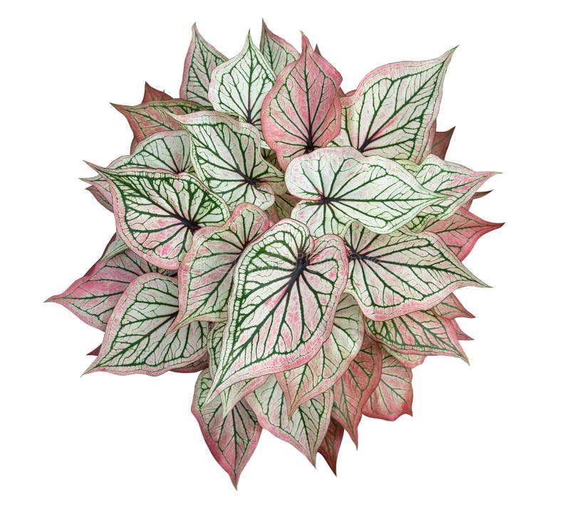 Caladium Stock Illustrations – 1,140 Caladium Stock Illustrations ...