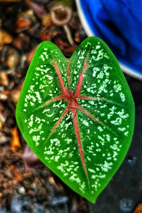 Caladium red star stock image. Image of tree, flora - 271367487
