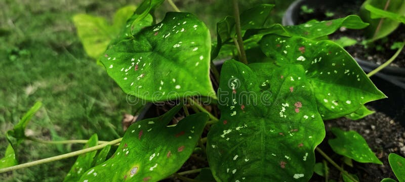 Caladium Tricolor There is a Pattern of Pink and White Spots Spreading ...