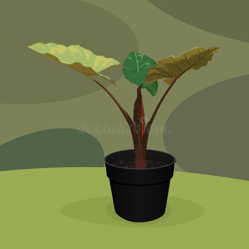 Caladium Vector Stock Illustrations – 304 Caladium Vector Stock ...