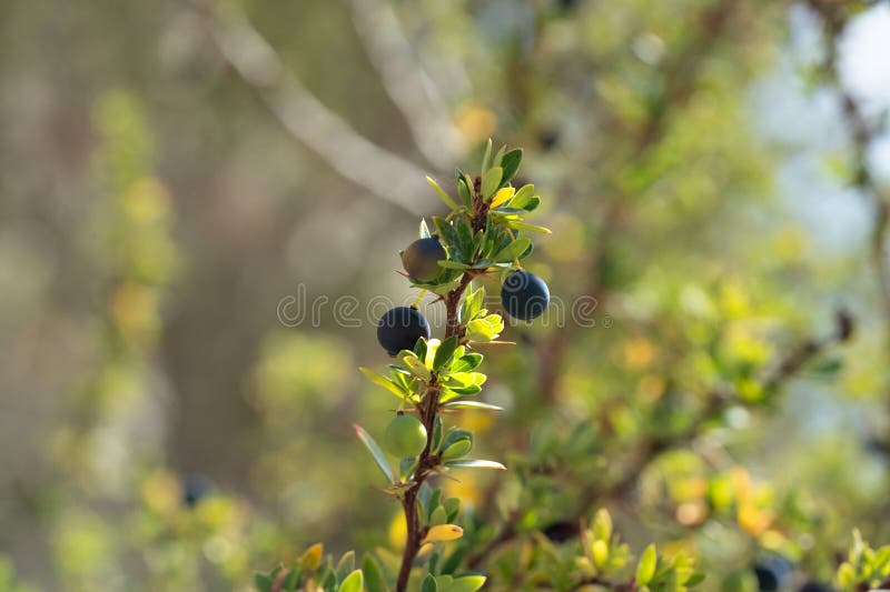 Calafate Berry Showing the Fruit Stock Photo - Image of juicy ...