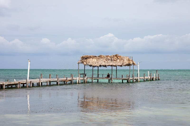 Calafato di Caye, Belize immagine stock. Immagine di calafato - 37879243