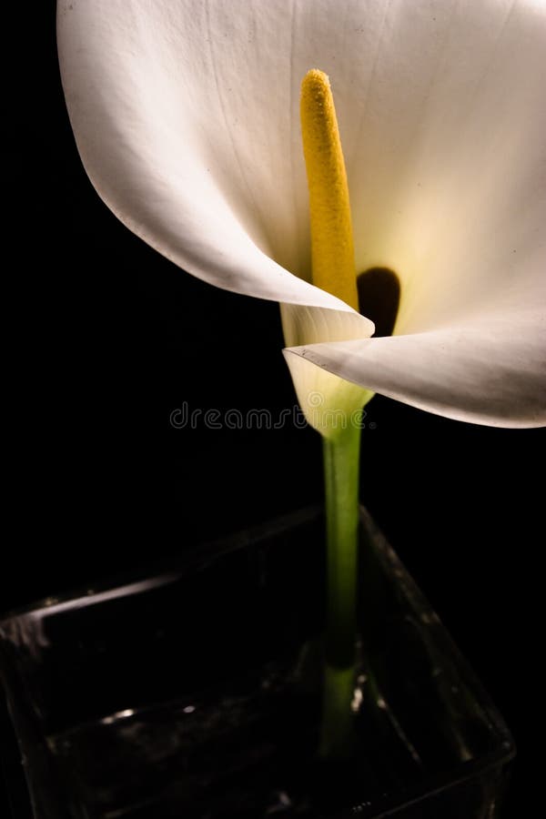 Calalily no vaso 1 foto de stock. Imagem de amor, florescer - 575124