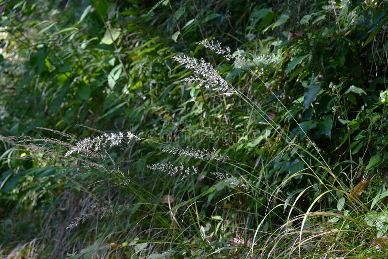 Calamagrostis Brackytricha Feather Reed Grass Stock Image Image Of Green Path 261564619