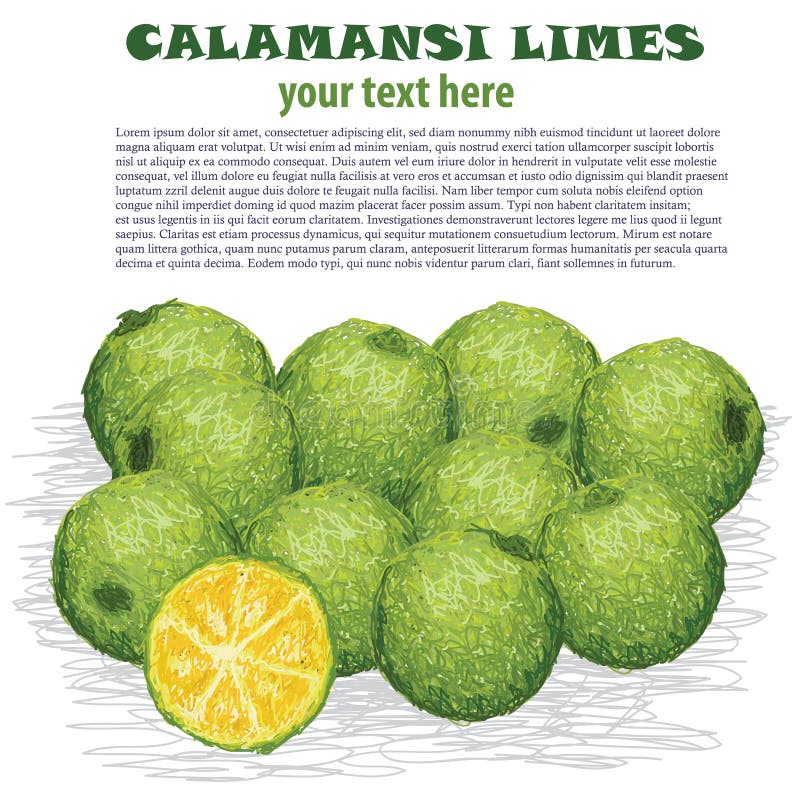 Calamansi stock vector. Illustration of plant, asian - 29532485