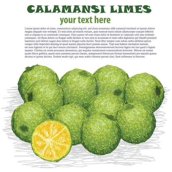 Calamansi Background Stock Illustrations – 44 Calamansi Background ...