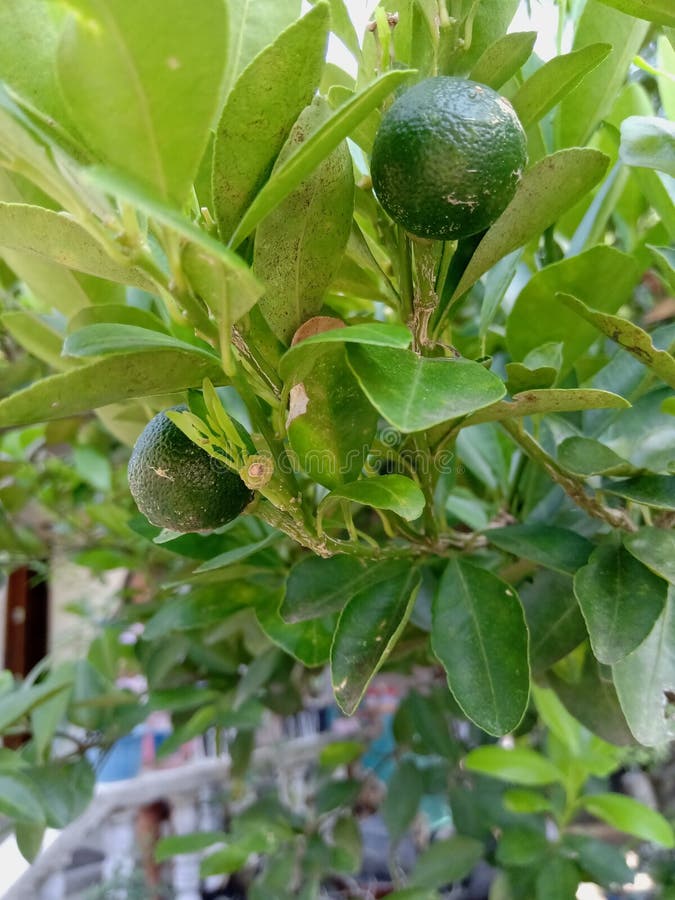 Calamansi fruit plant stock image. Image of deciduous - 180741093