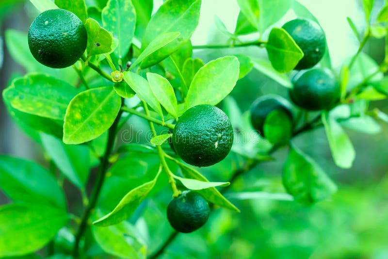 Calamansi stock photo. Image of green, leaf, sour, water - 34961568