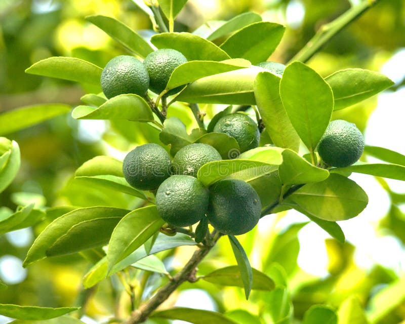Calamansi. lemons stock image. Image of cala, asia, closeup - 291850369