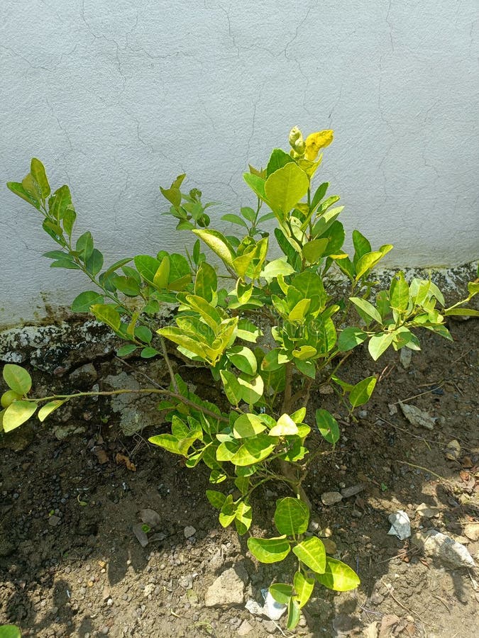 Calamansi plant tree stock photo. Image of soil, evergreen - 254529330