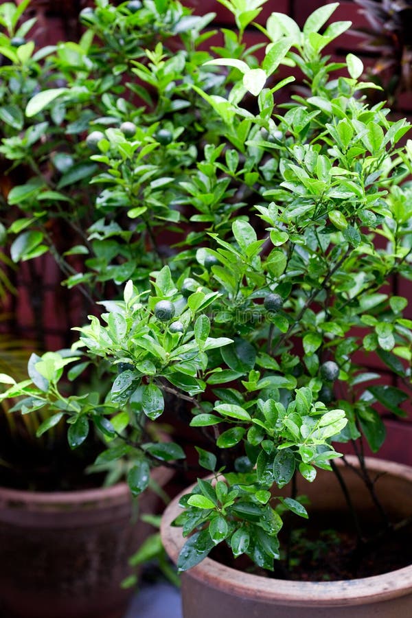 Calamansi Tropical Lime Plant Growing Healthy Outdoors. Stock Photo ...