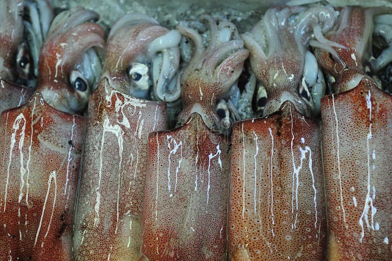 Calamar del bebé III imagen de archivo. Imagen de rocas - 7792017