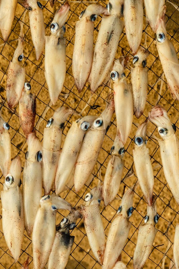 La Jibia Fue Puesta En El Estante Foto de archivo - Imagen de ...