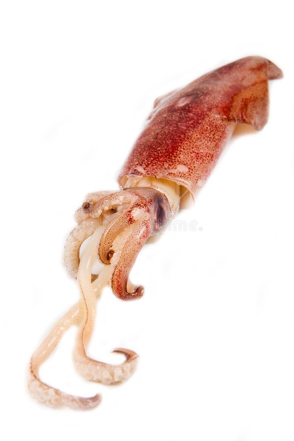 Calamar Aislado En El Fondo Blanco Imagen de archivo - Imagen de ...