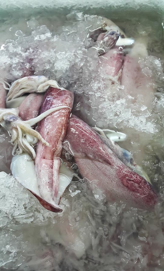 Calamar congelado imagen de archivo. Imagen de cocina - 83218207