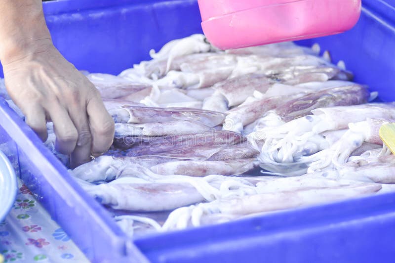 Calamar cru no mercado foto de stock. Imagem de loja - 71039126