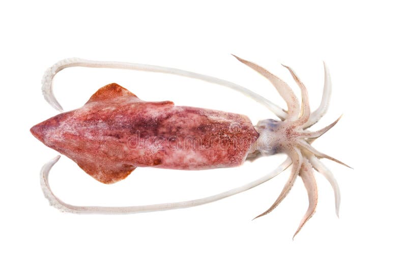Mariscos Vivos Del Calamar Aislados En Blanco Foto de archivo - Imagen ...