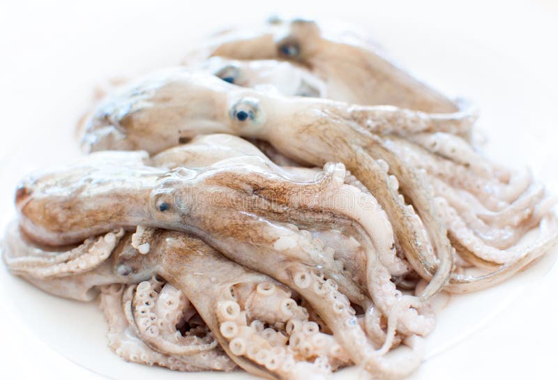 Calamar fresco imagen de archivo. Imagen de mariscos - 33053961