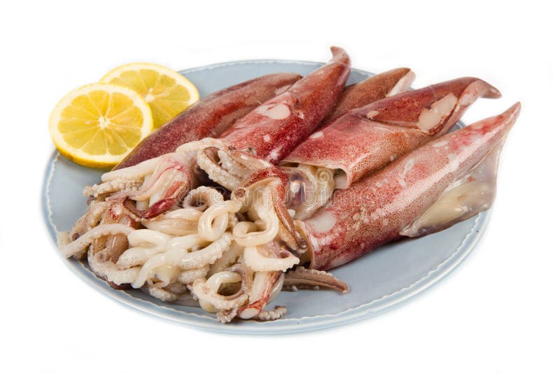 Calamar Aislado En El Fondo Blanco Imagen de archivo - Imagen de jibias ...