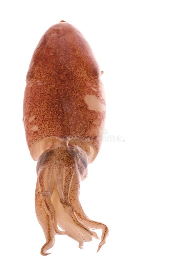 Calamar fresco aislado imagen de archivo. Imagen de cocina - 8934391