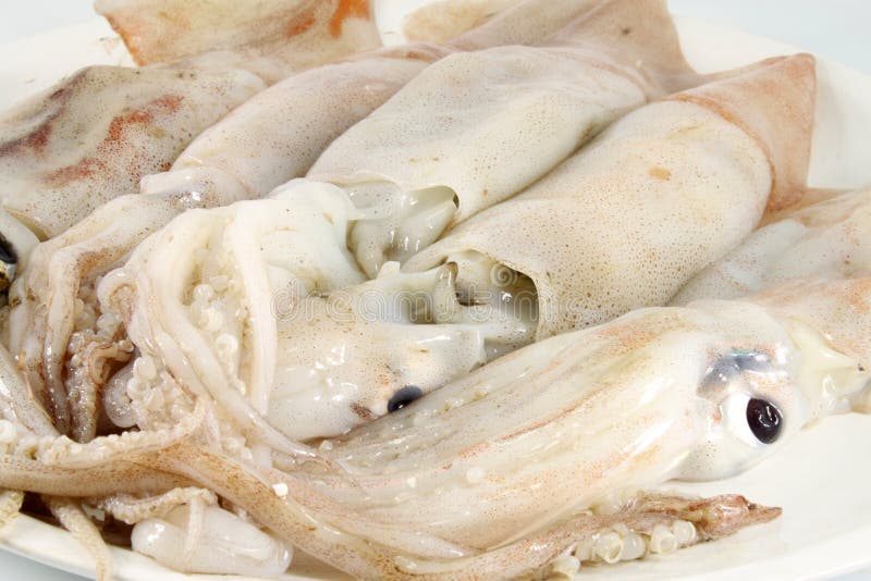 Calamar fresco, crudo foto de archivo. Imagen de cocina - 39705006