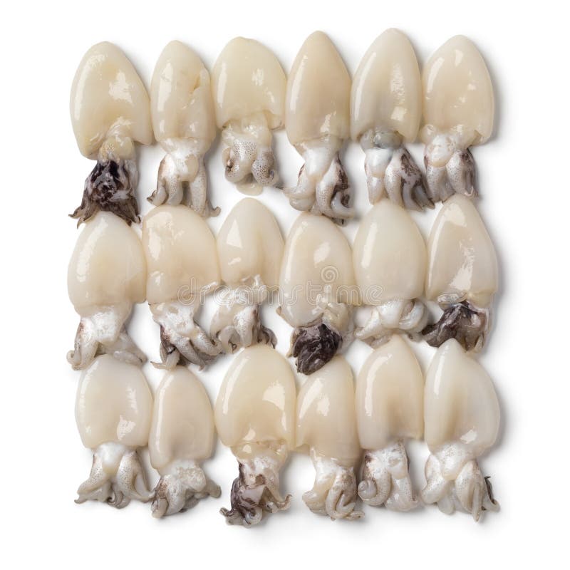 Calamar del bebé III imagen de archivo. Imagen de rocas - 7792017