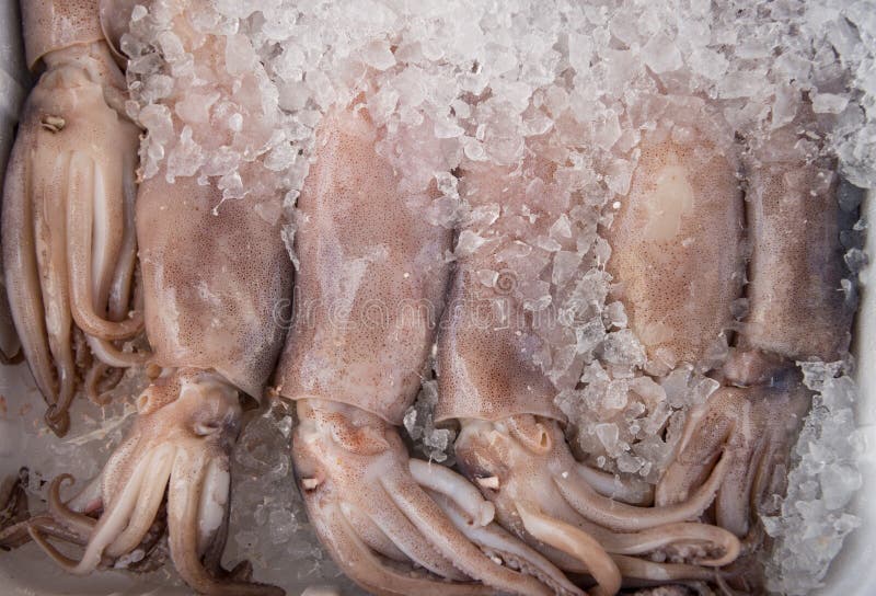 Calamar fresco en el hielo foto de archivo. Imagen de cocina - 58366548