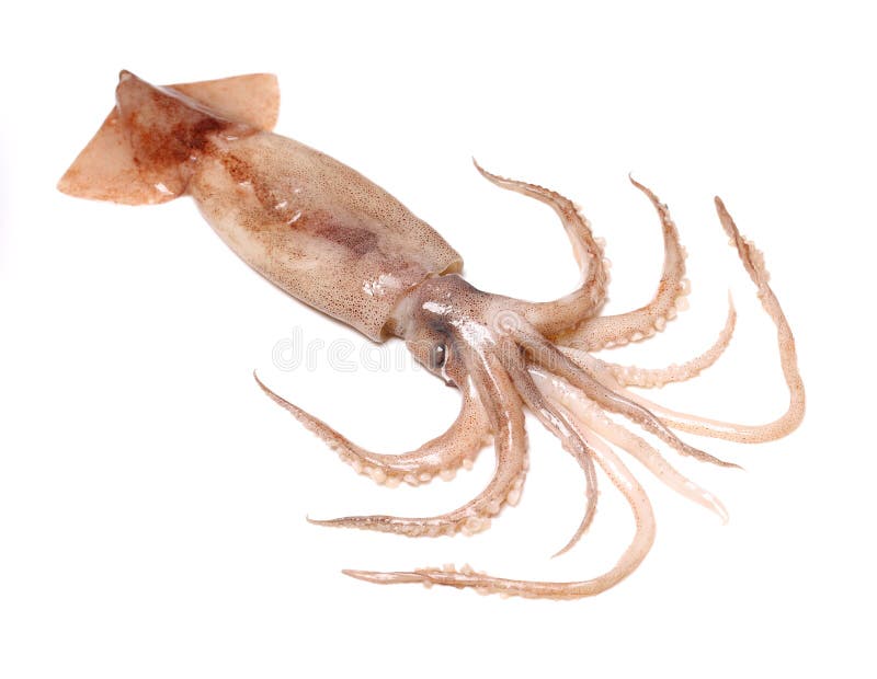 Calamar joven fresco imagen de archivo. Imagen de aleta - 112717275