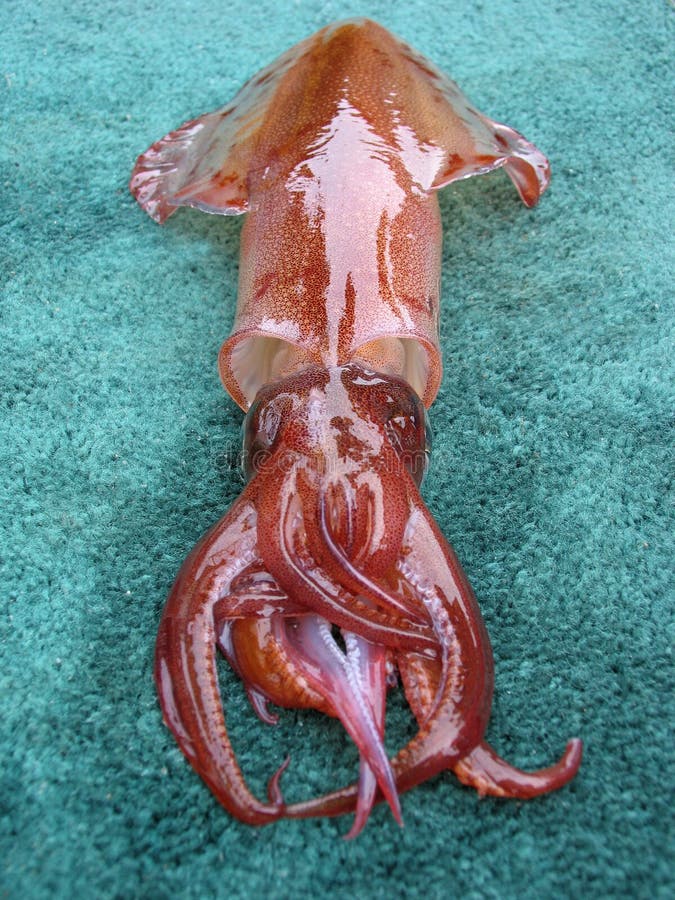 Calamar recién pescado foto de archivo. Imagen de profundamente - 1394758