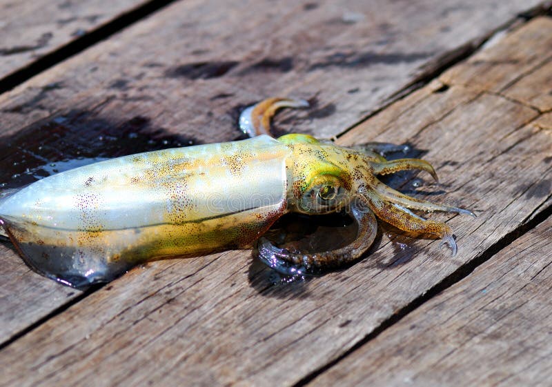 Calamar vivo imagen de archivo. Imagen de océano, rocas - 7977111