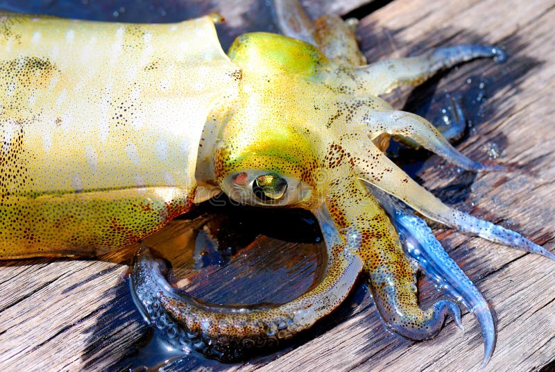 Calamares Vivos imagen de archivo. Imagen de océano, rocas - 7977111