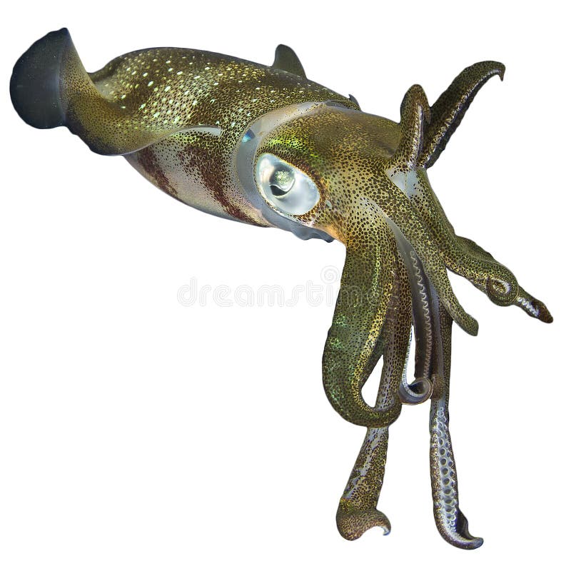 Calamar vivo imagen de archivo. Imagen de océano, rocas - 7977111