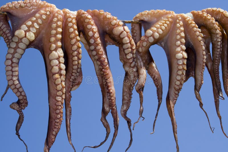 Calamares stock photo. Image of delicious, fish, dish - 18311086