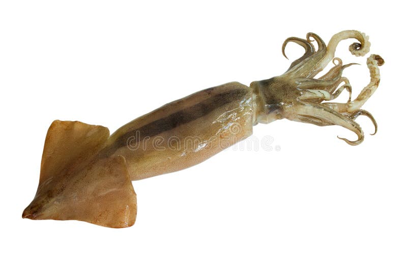 Calamari, calamar imagen de archivo. Imagen de sano, restaurante - 10799443