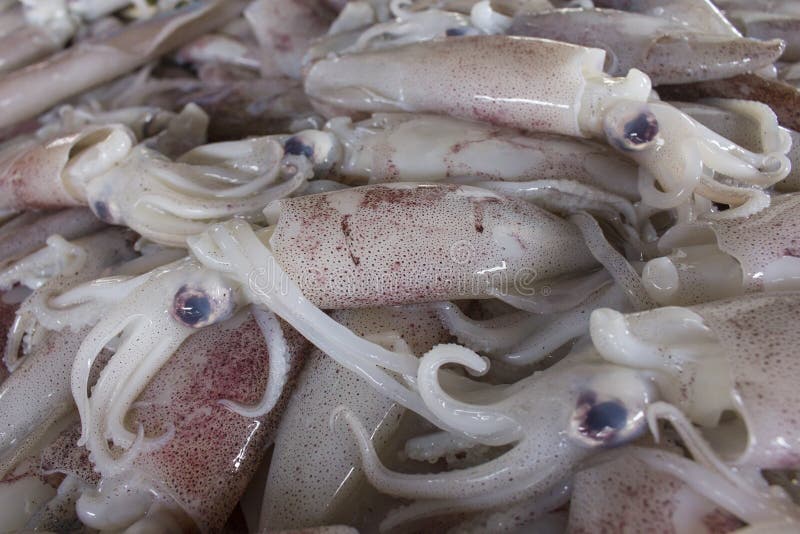 Calamari Fresco Del Calamar Imagen de archivo - Imagen de omega, animal ...