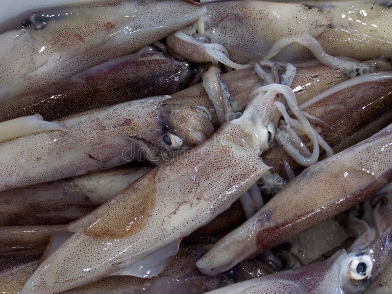 Calamari freschi immagine stock. Immagine di inchiostro - 10877277