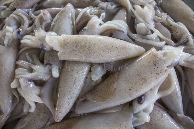 Calamari fresco do calamar foto de stock. Imagem de mercado - 40744444