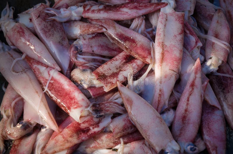 Calamari stock photo. Image of underwater, animal, cuttlefish - 56322728