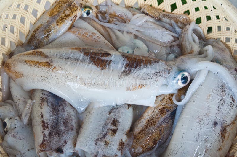 Calamari Grezzi Freschi Nel Cestino Fotografia Stock - Immagine di ...
