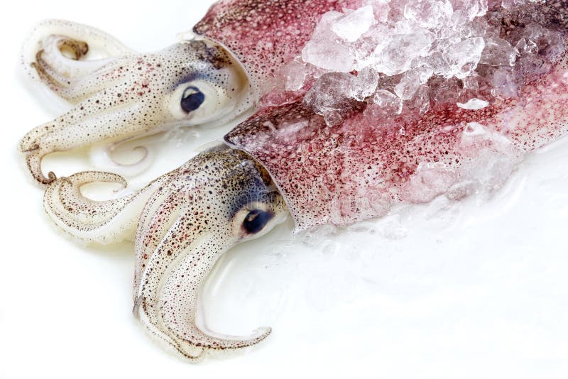 Due calamari freschi fotografia stock. Immagine di isolato - 38641806