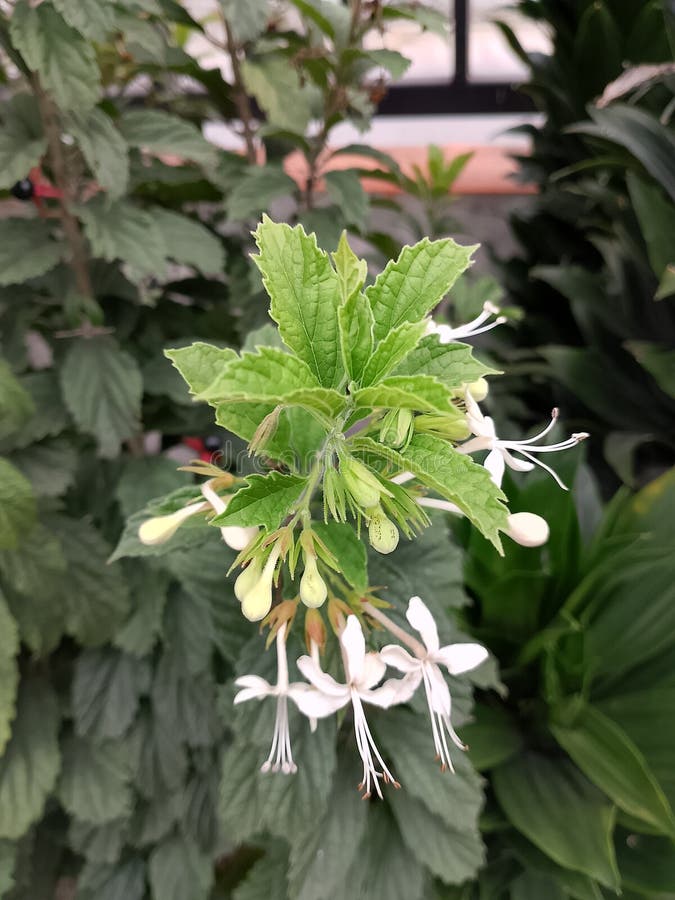 Calamitous Clerodendrum Stock Photos - Free & Royalty-Free Stock Photos ...