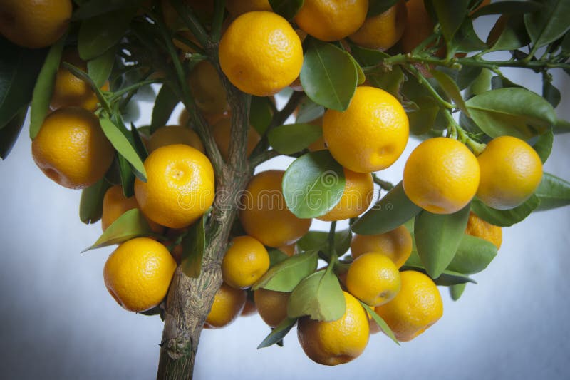 Japanese orange tree stock photo. Image of tropical - 132377710