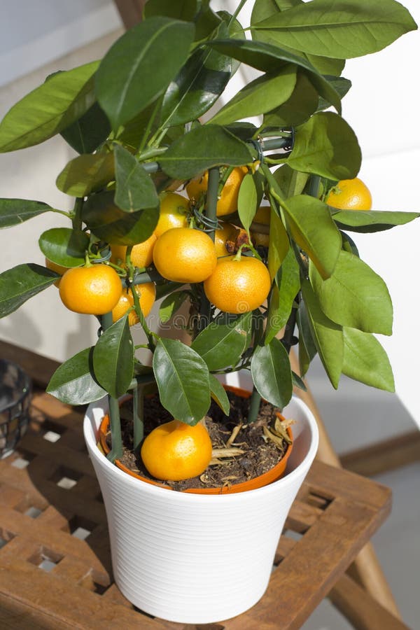 Small Orange Tree Isolated on White Stock Photo - Image of farm ...