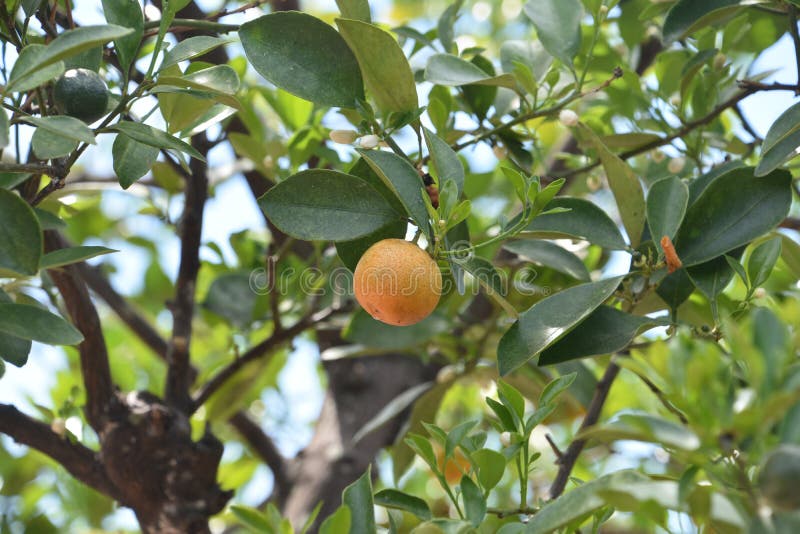 Calamondin Fruit Tree Baring Fruit on a Summer Day Stock Image - Image ...